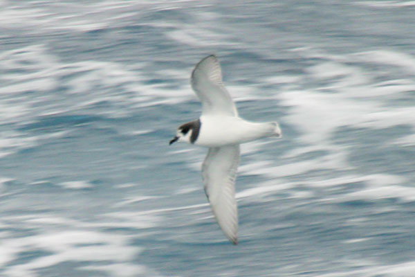 AA Bird Photography/petrels/BLUE PETREL