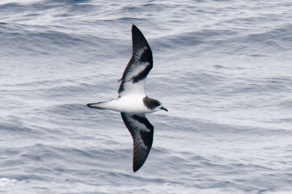 AA Bird Photography/Petrels