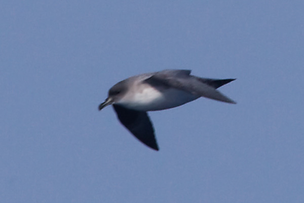 AA Bird Photography/petrels/GREY PETREL