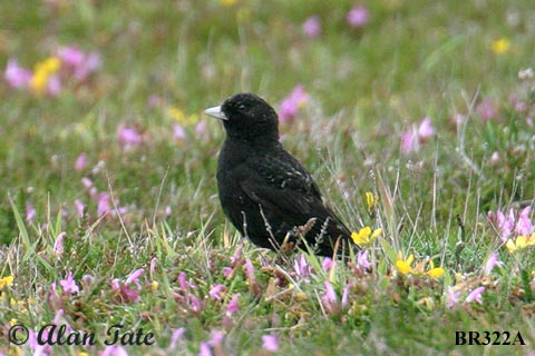 AA Bird Photography/Black Lark