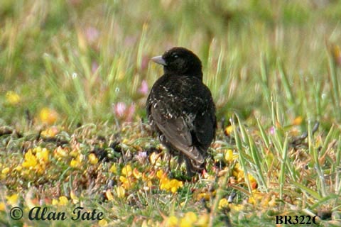 AA Bird Photography/Black Lark