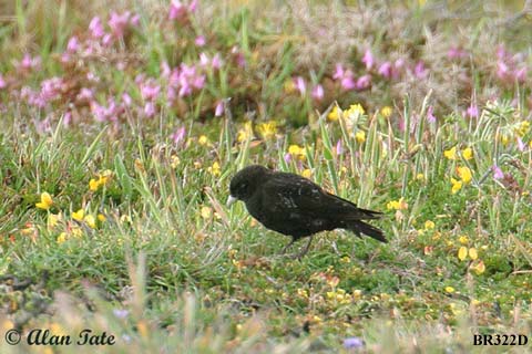 AA Bird Photography/Black Lark
