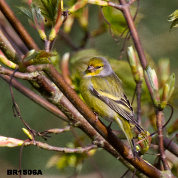 AA Bird Photography/Citril-Finch