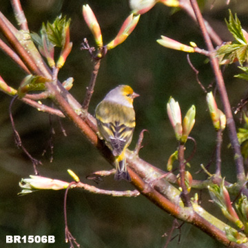 AA Bird Photography/Citril-Finch