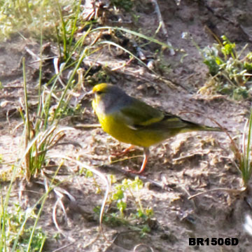 AA Bird Photography/Citril-Finch