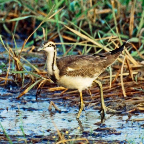 Pheasant Tailed Jacana Female