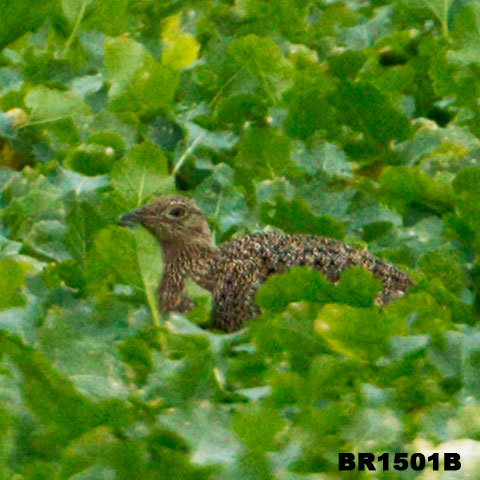 AA Bird Photography/little-bustard