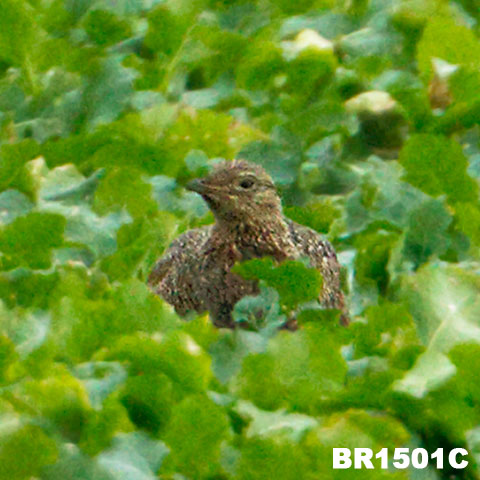 AA Bird Photography/little-bustard